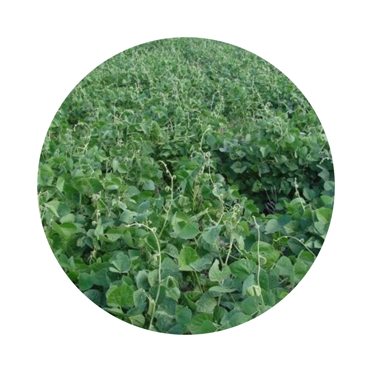 Highworth Lab Lab Seed - 25kg – Northside Produce Agency