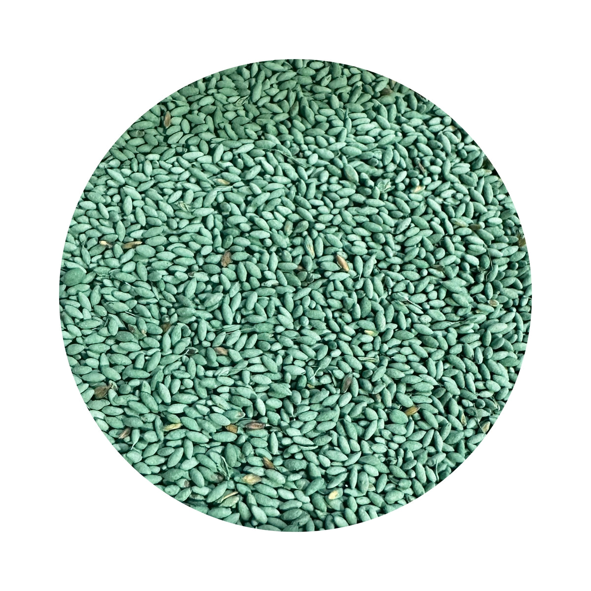 Gatton Panic (Panicum maximum) Seeds - Per kg – Northside Produce Agency